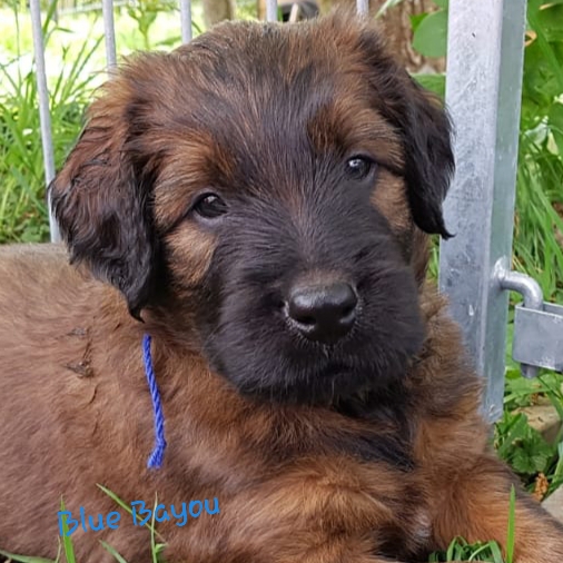 Urlaubsgrüße von unserem Blue Bayou - Briards vom Schurkenturm