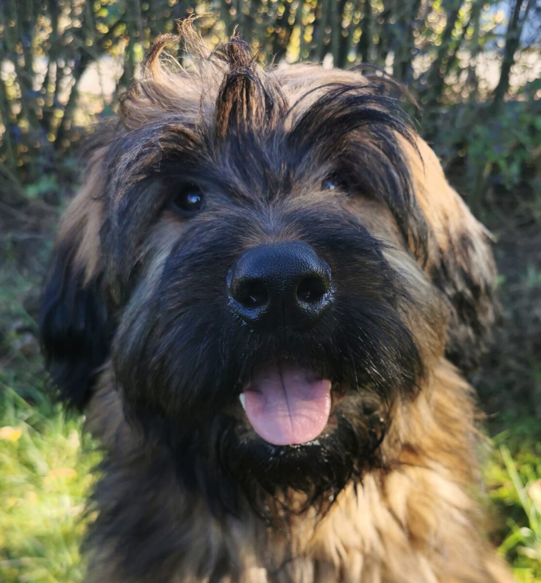 Blue Bayou - Briards vom Schurkenturm